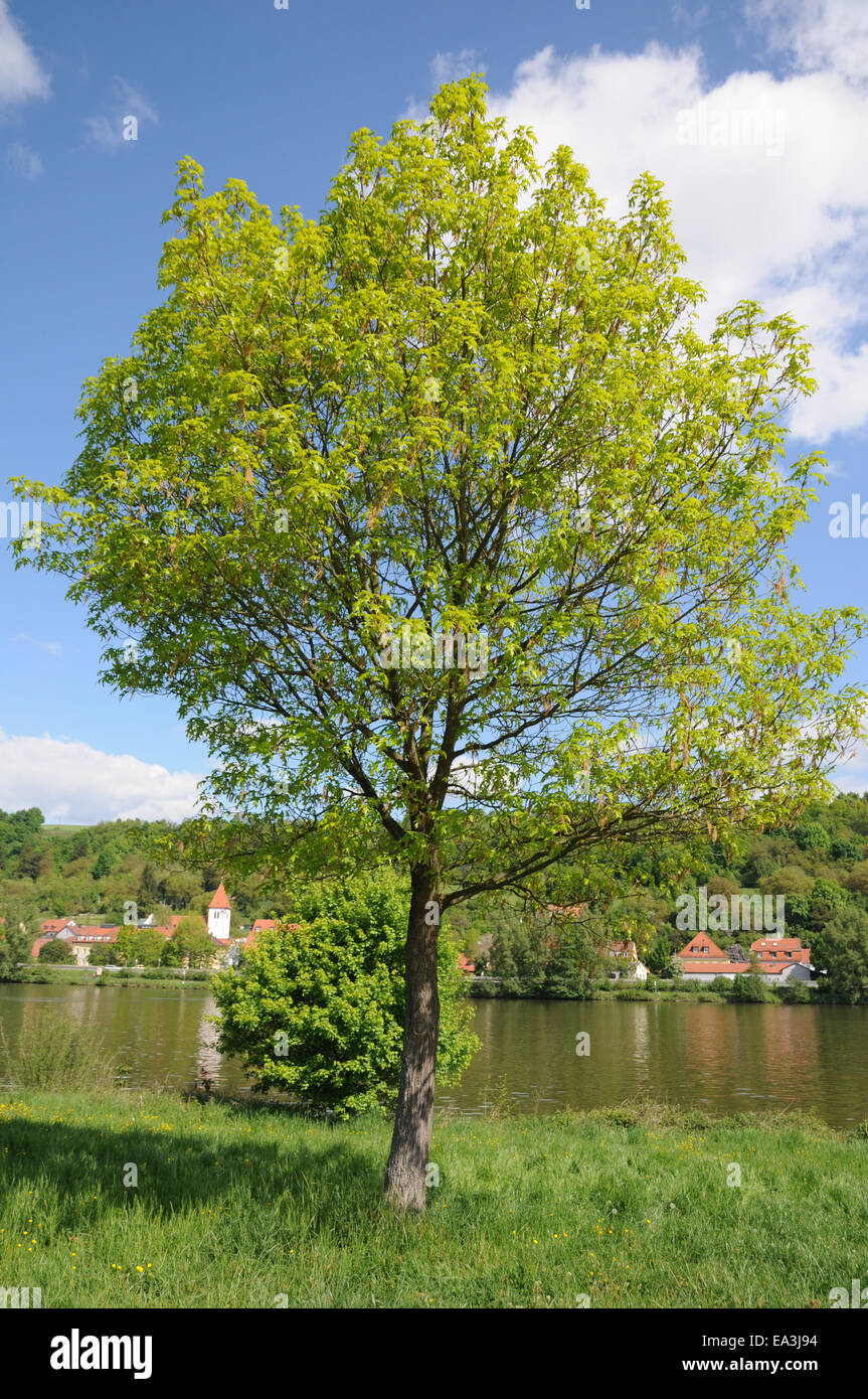 American red oak Stock Photo - Alamy