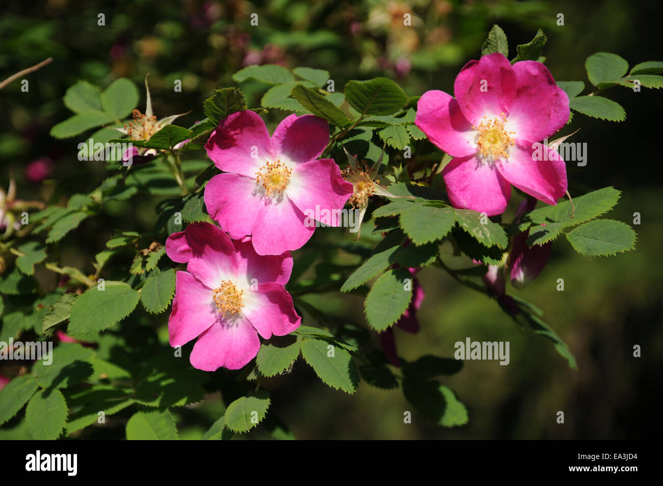 Alpine rose (rosa pendulina) hi-res stock photography and images - Alamy