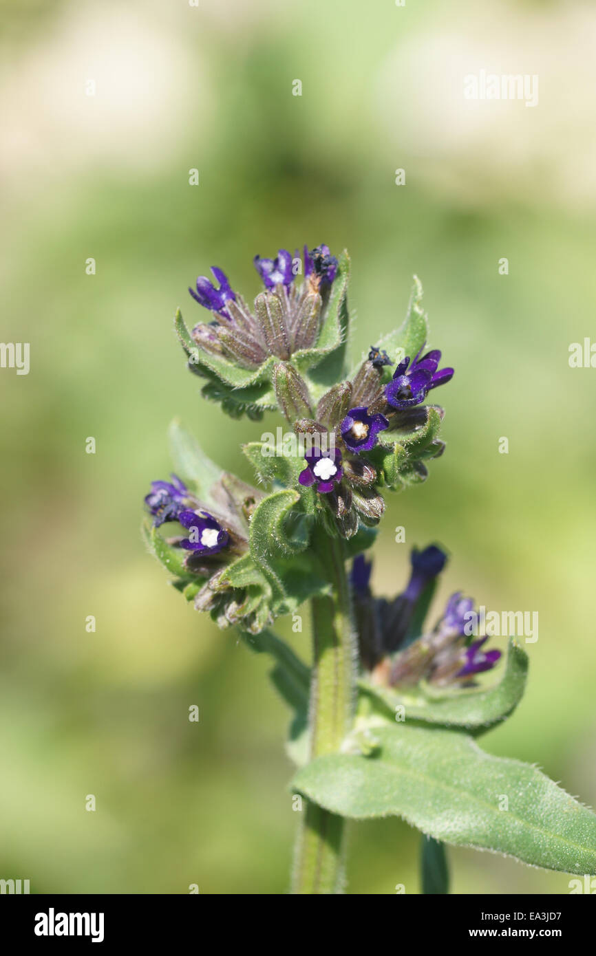 Common oxlip hi-res stock photography and images - Alamy
