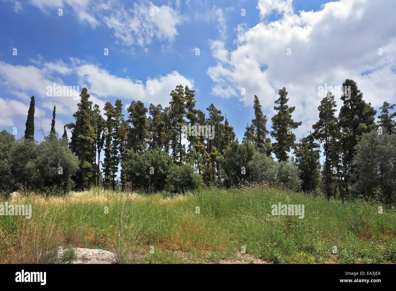The small grove Stock Photo - Alamy