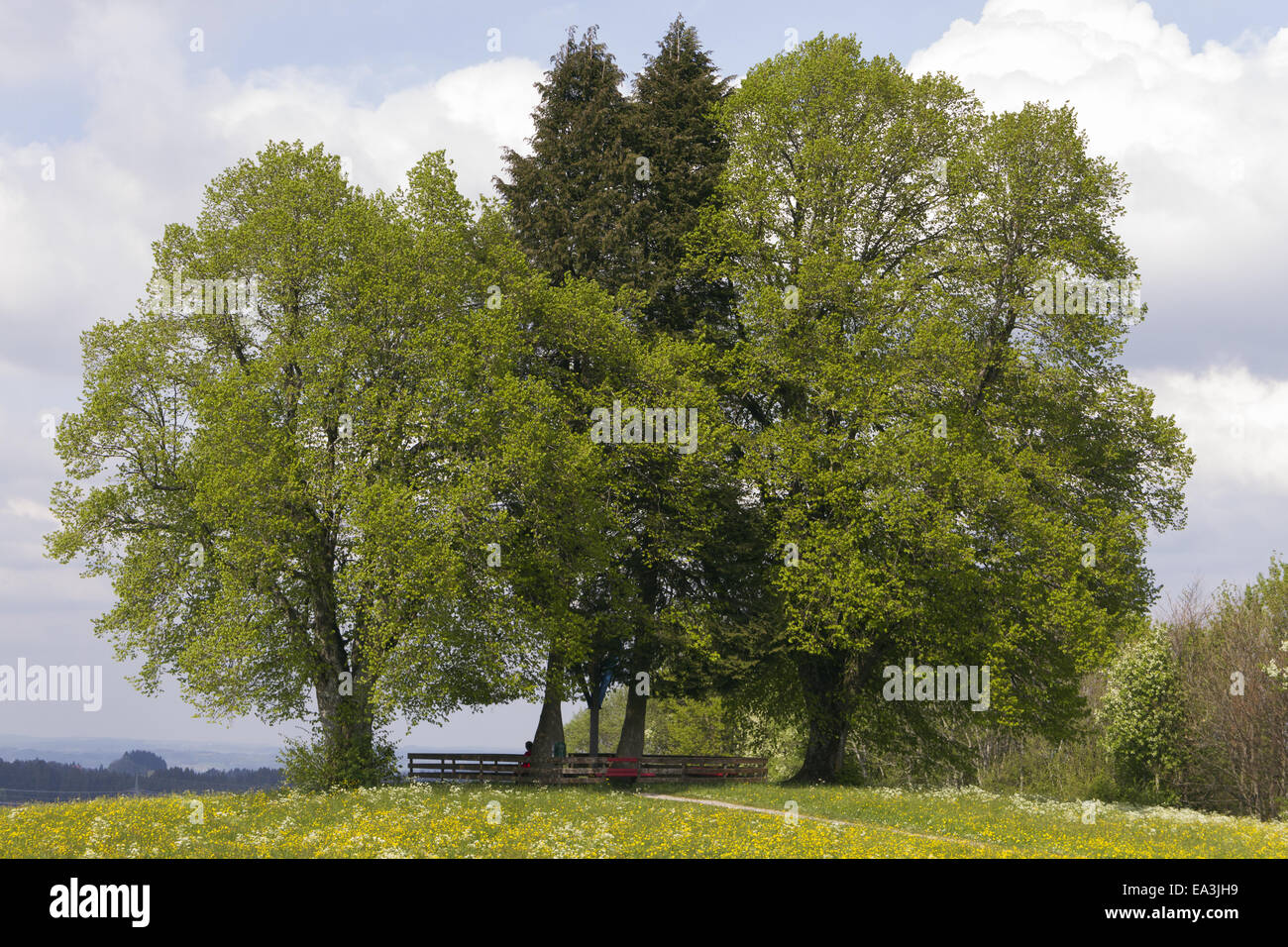 group of trees Stock Photo - Alamy