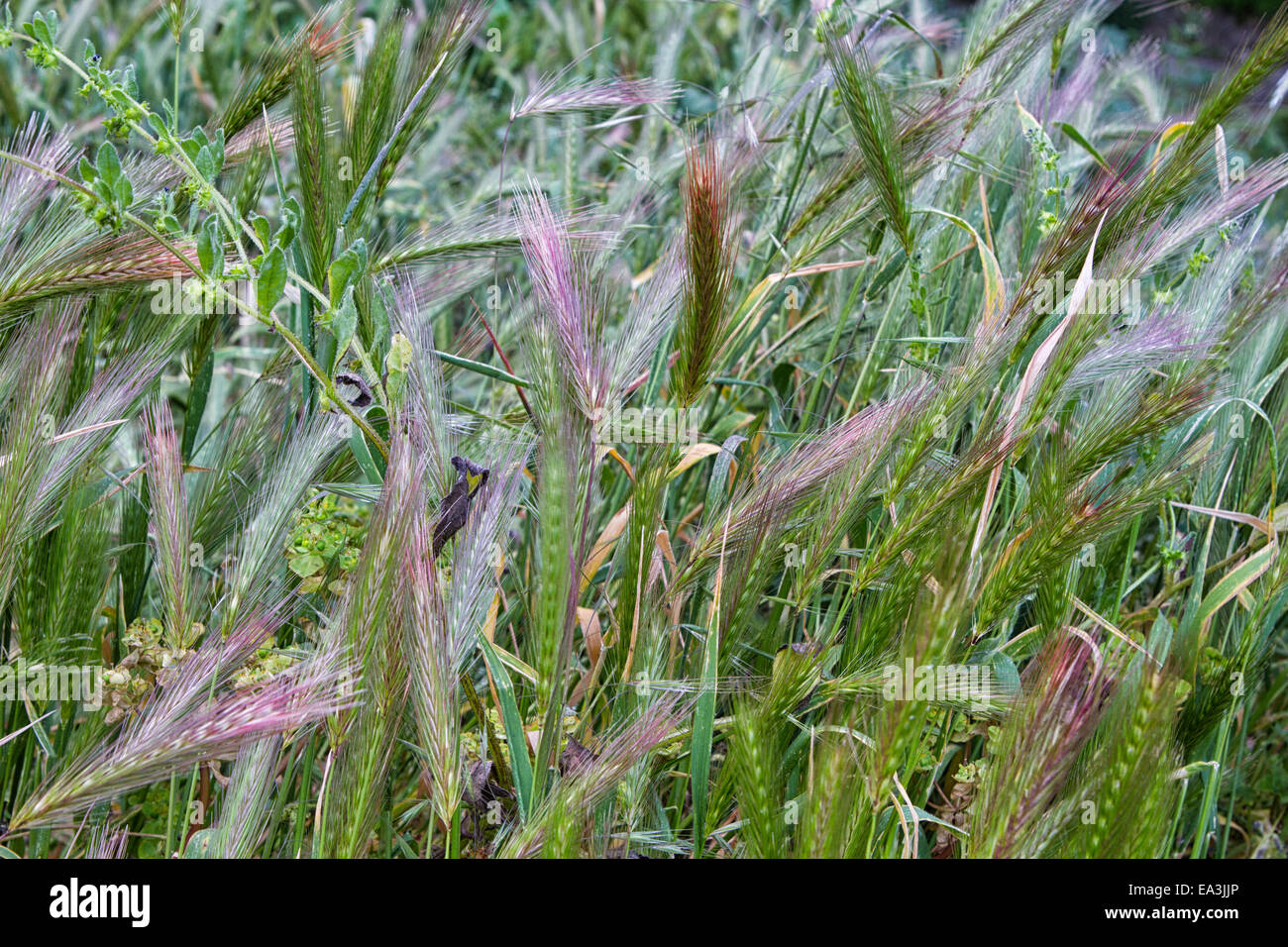 Wide grass blades hi-res stock photography and images - Alamy