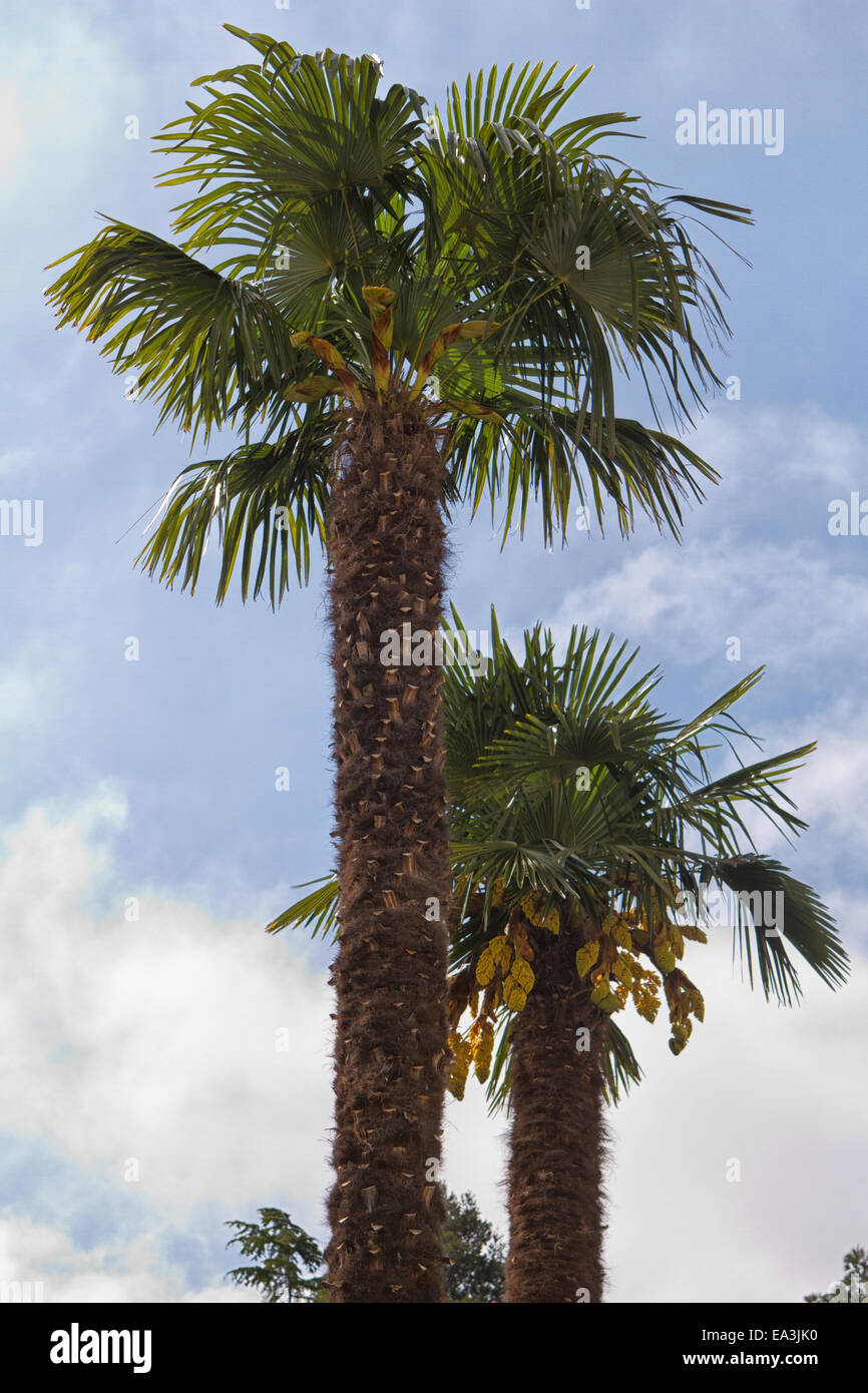 Two palm trees Stock Photo - Alamy