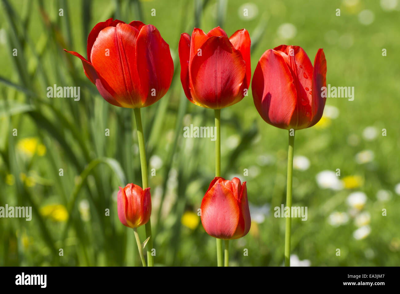 Five pedals hi-res stock photography and images - Alamy