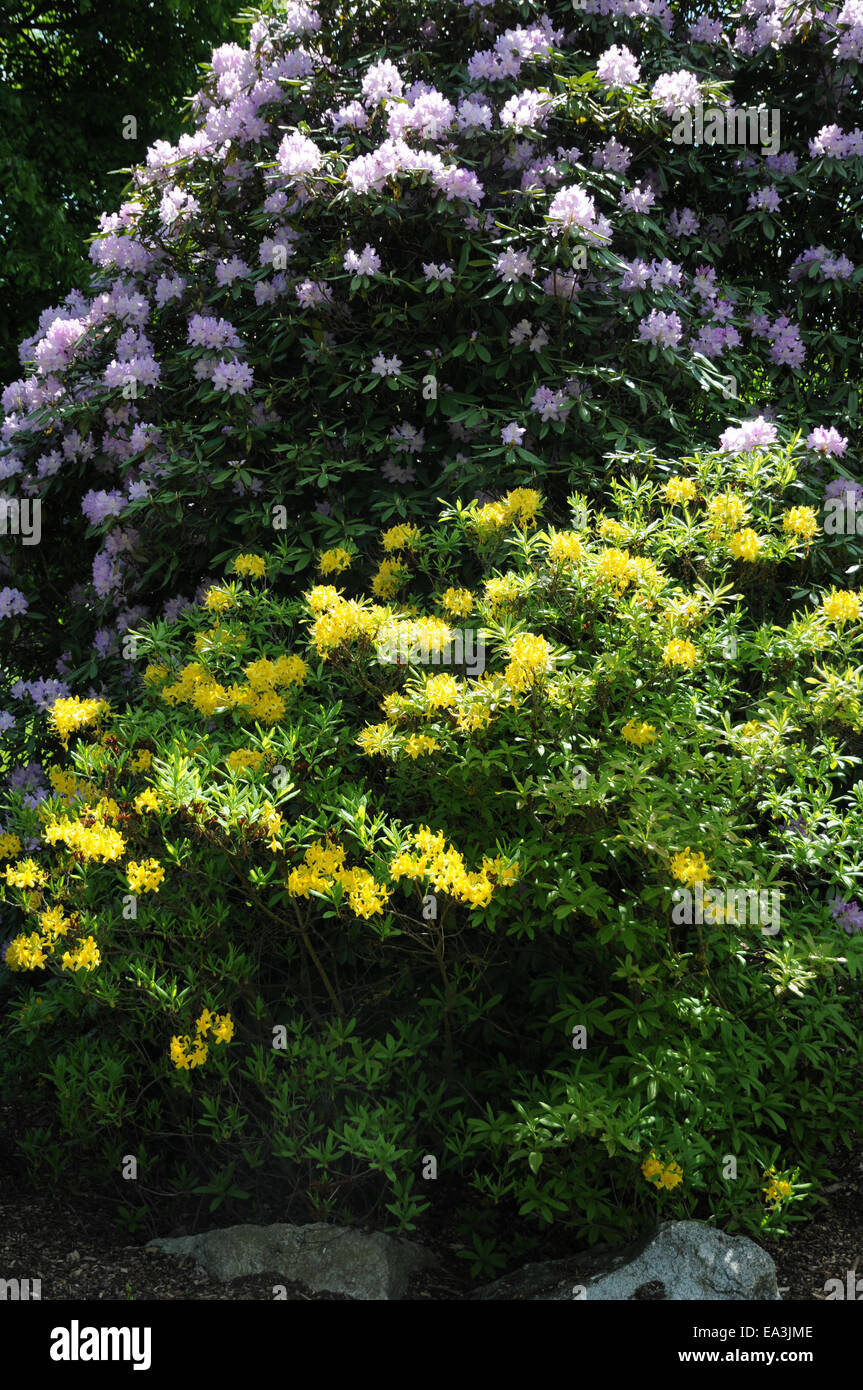 Yellow azalea shrub hi-res stock photography and images - Alamy
