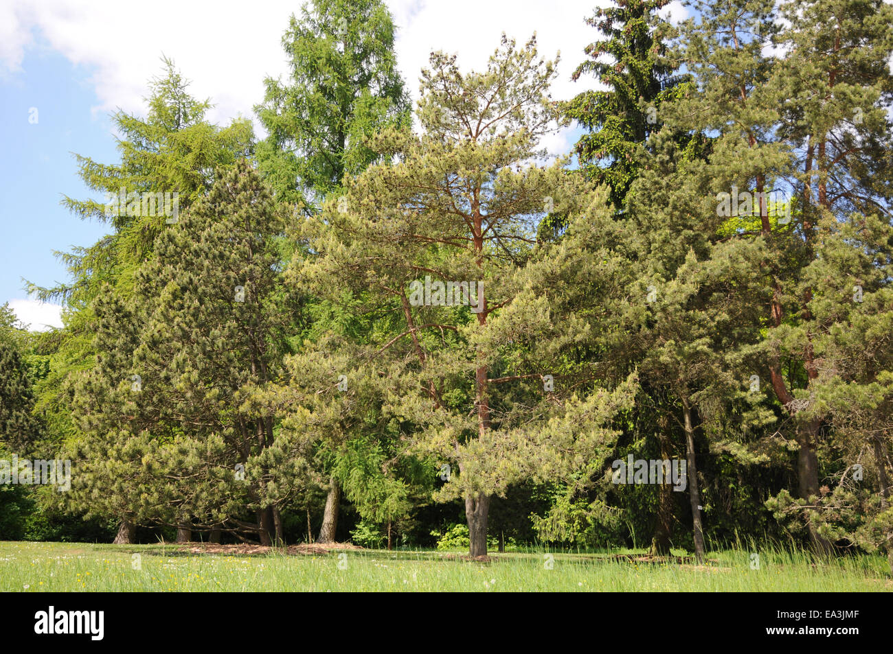 Scottish pine hi-res stock photography and images - Alamy