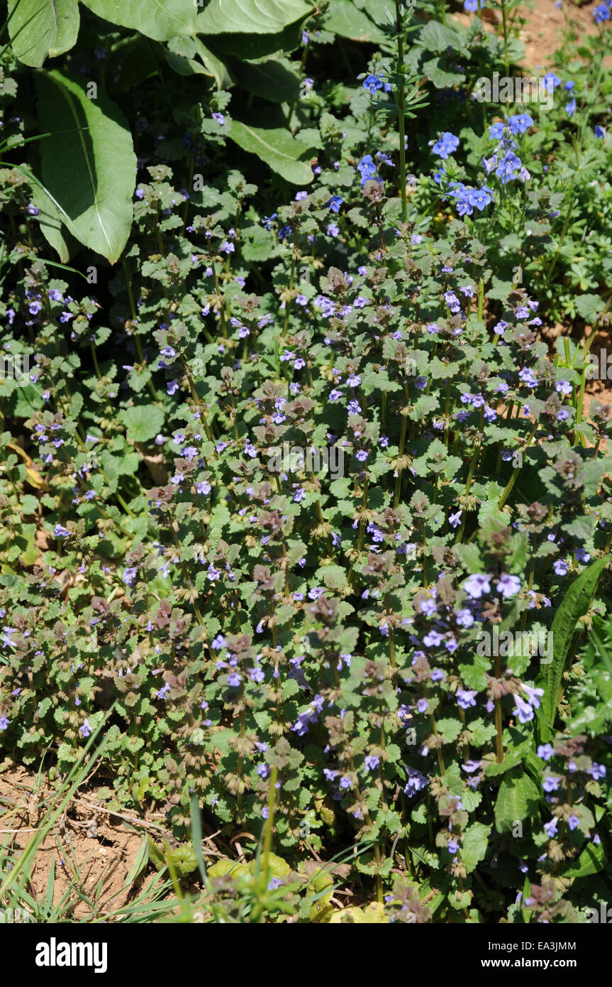 Ground ivy nepeta glechoma glechoma hederacea flower hi-res stock ...