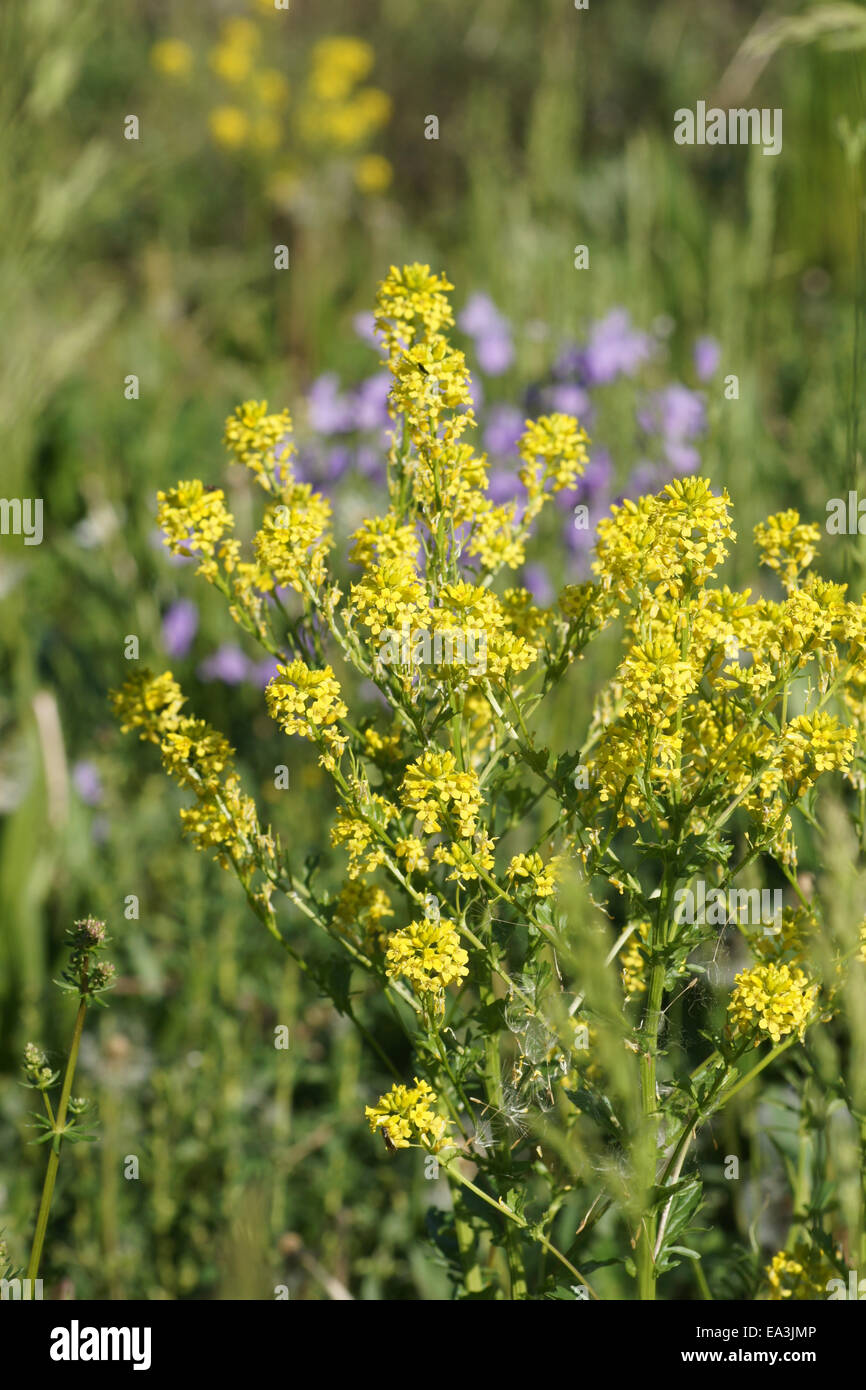 Bitterkresse hi-res stock photography and images - Alamy