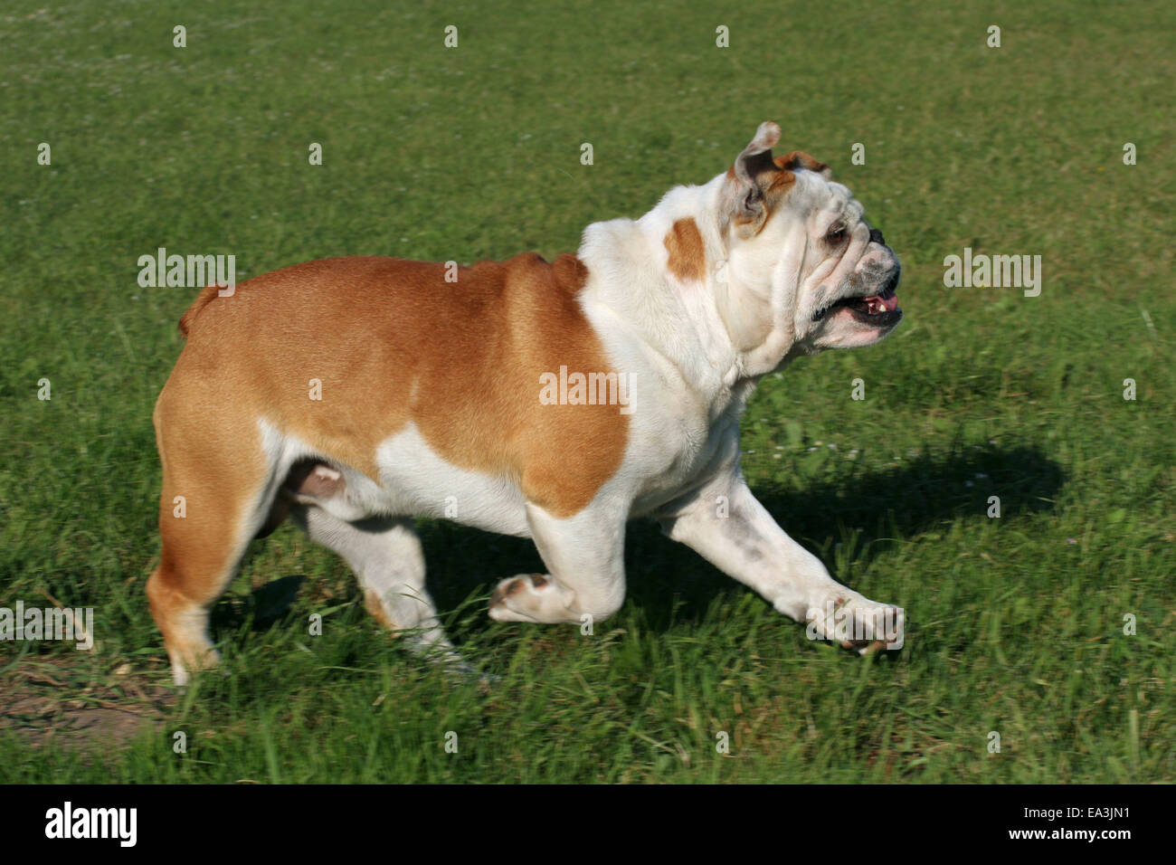 English bulldog profile hi-res stock photography and images - Alamy
