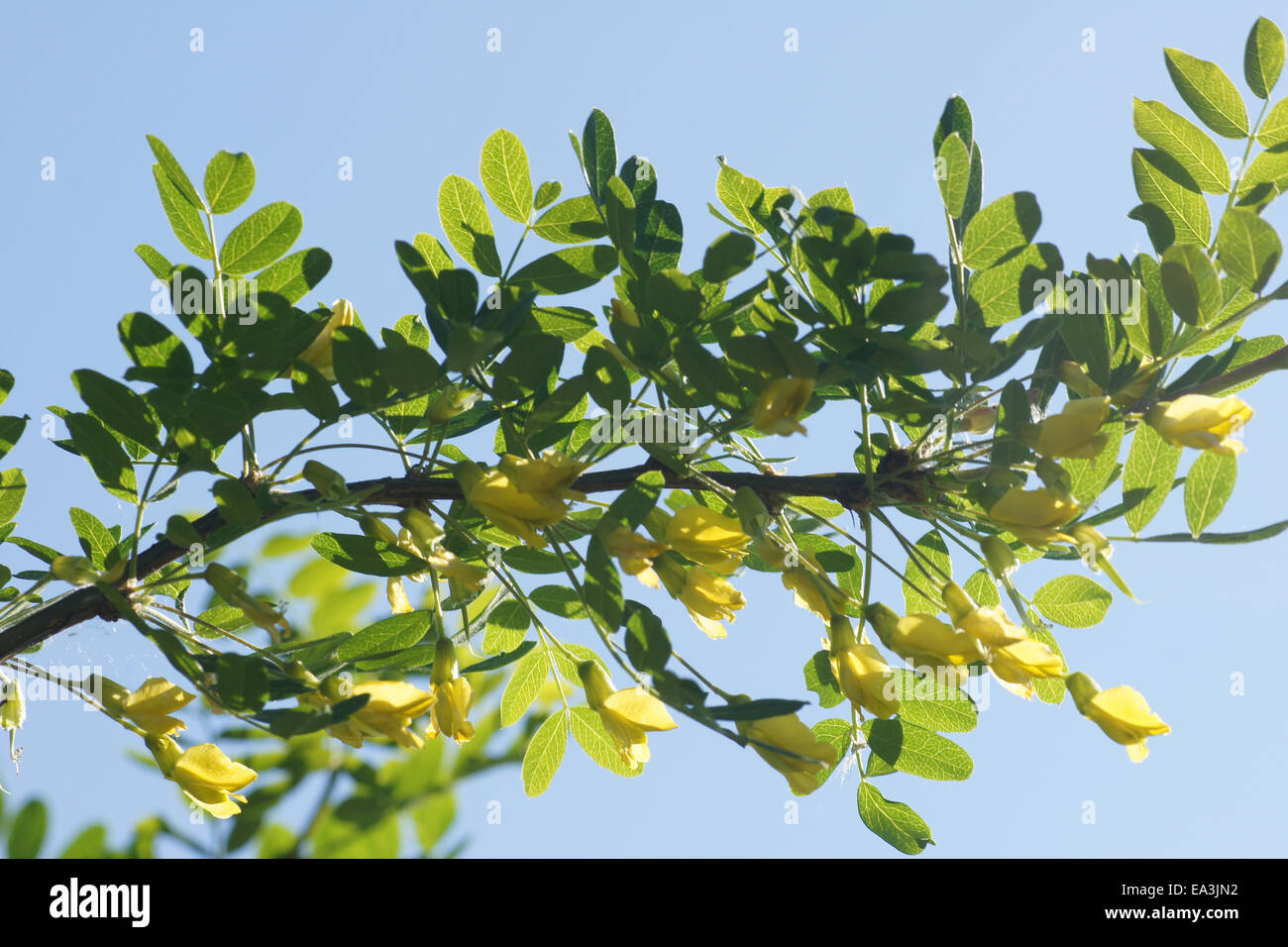 Pea Shrub High Resolution Stock Photography and Images - Alamy