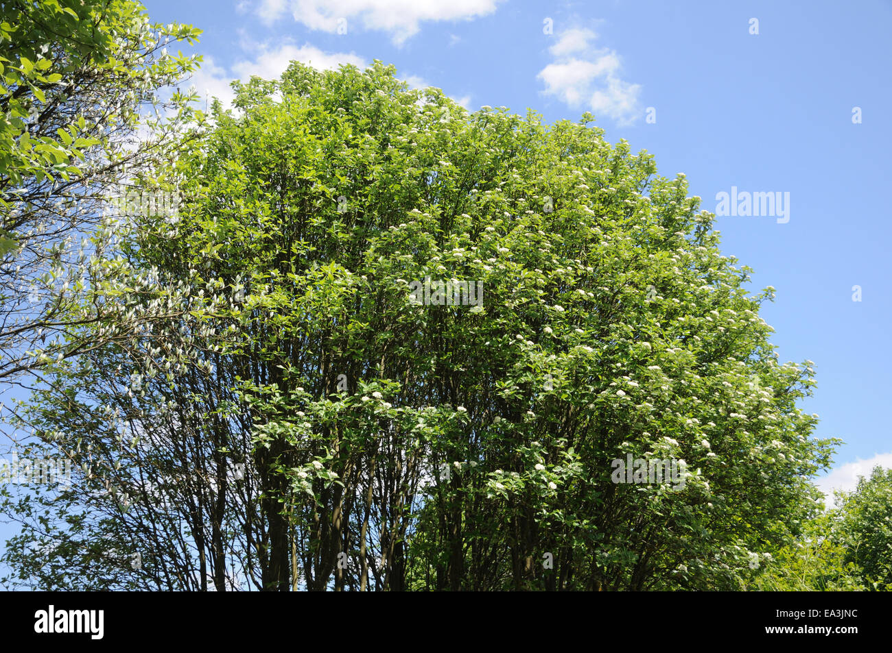 Whitebeam tree arran hi-res stock photography and images - Alamy