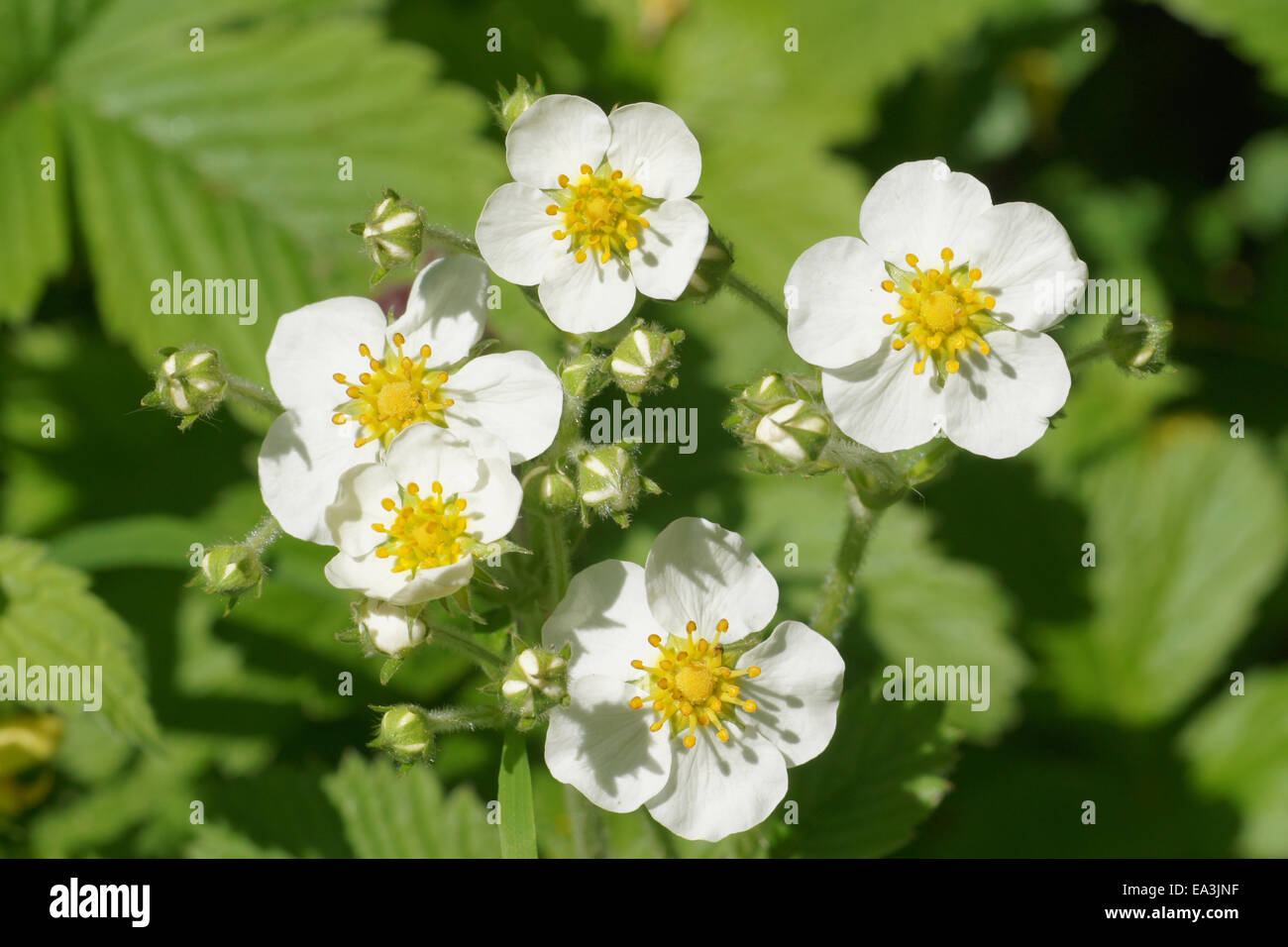 Musk Strawberry Fragaria Moschata High Resolution Stock Photography and ...