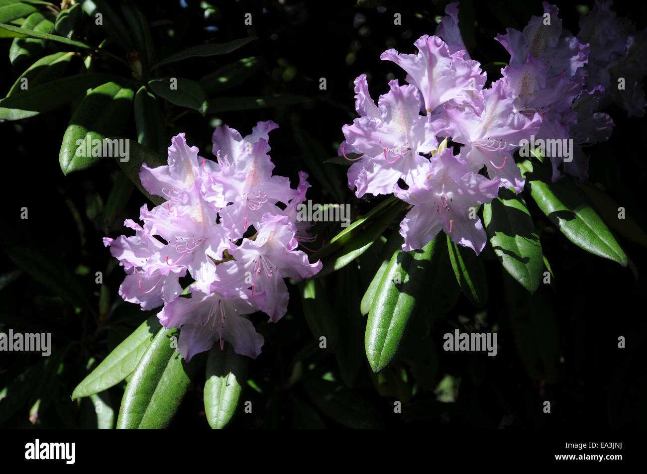 Pontic rhododendron hi-res stock photography and images - Alamy
