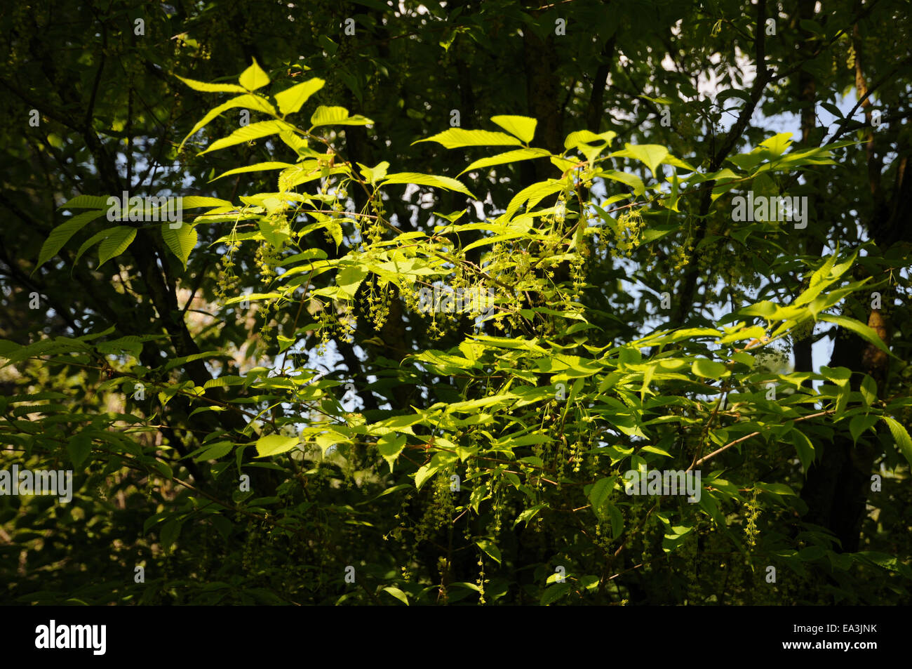 Acer Carpinifolium High Resolution Stock Photography and Images - Alamy