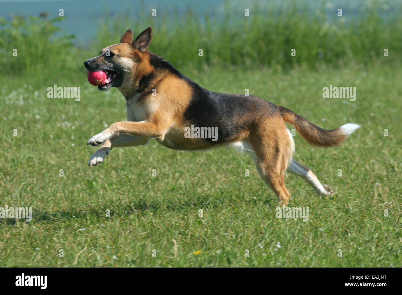 Dog running side view hi-res stock photography and images - Alamy