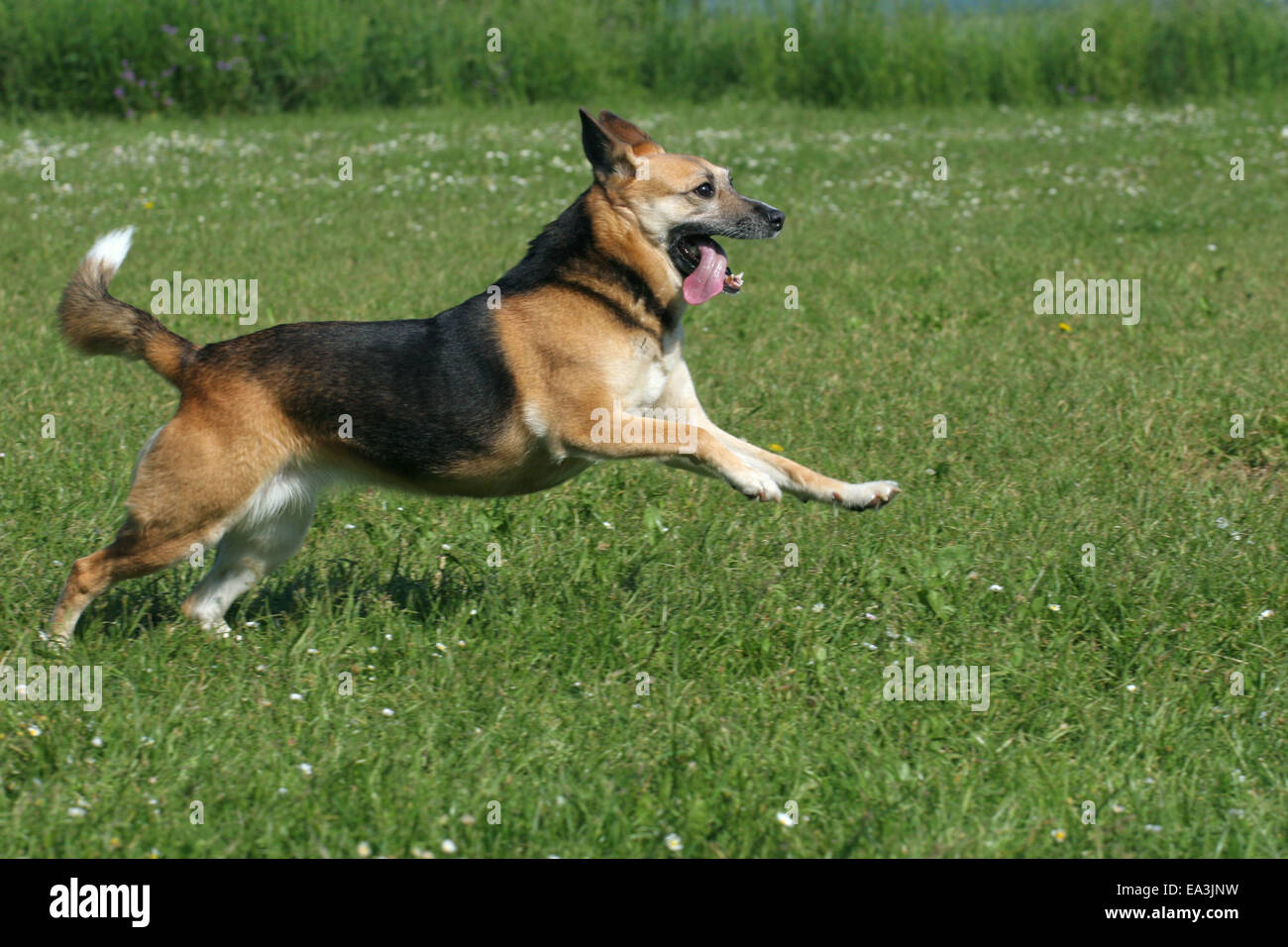 Summertime running hi-res stock photography and images - Alamy