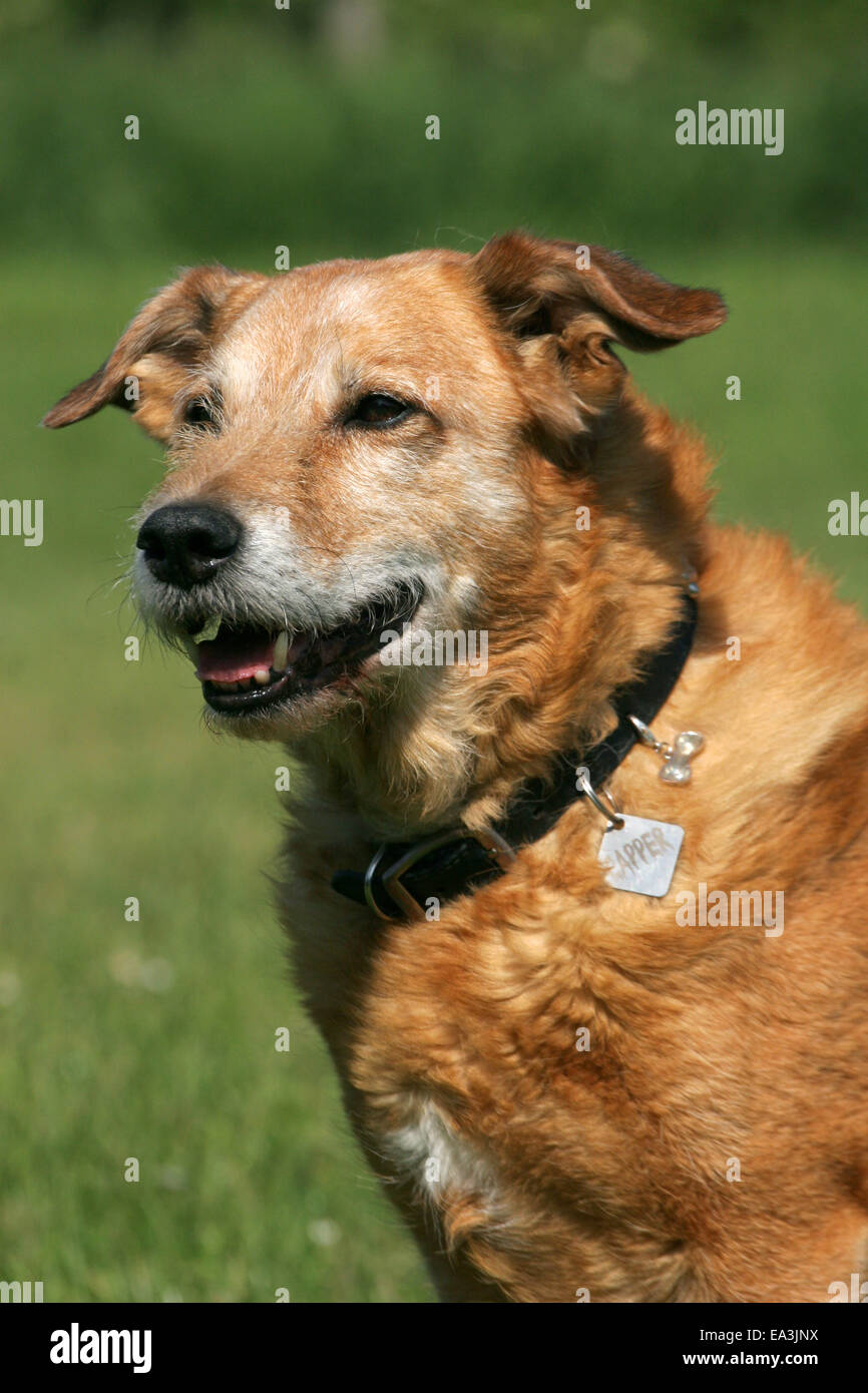 Oldie hi-res stock photography and images - Alamy