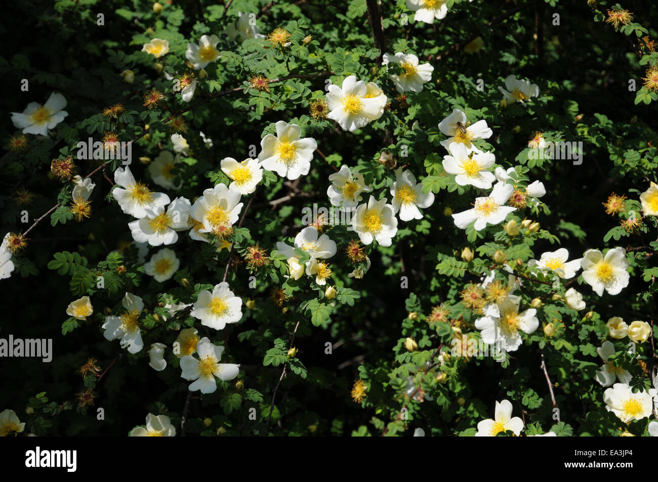 Omei hi-res stock photography and images - Alamy