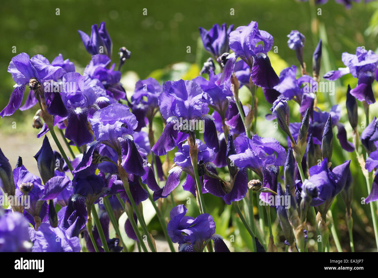 German iris iris x germanica hi-res stock photography and images - Alamy