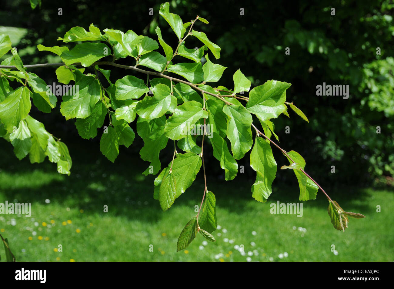 Ironwood trees hi-res stock photography and images - Alamy