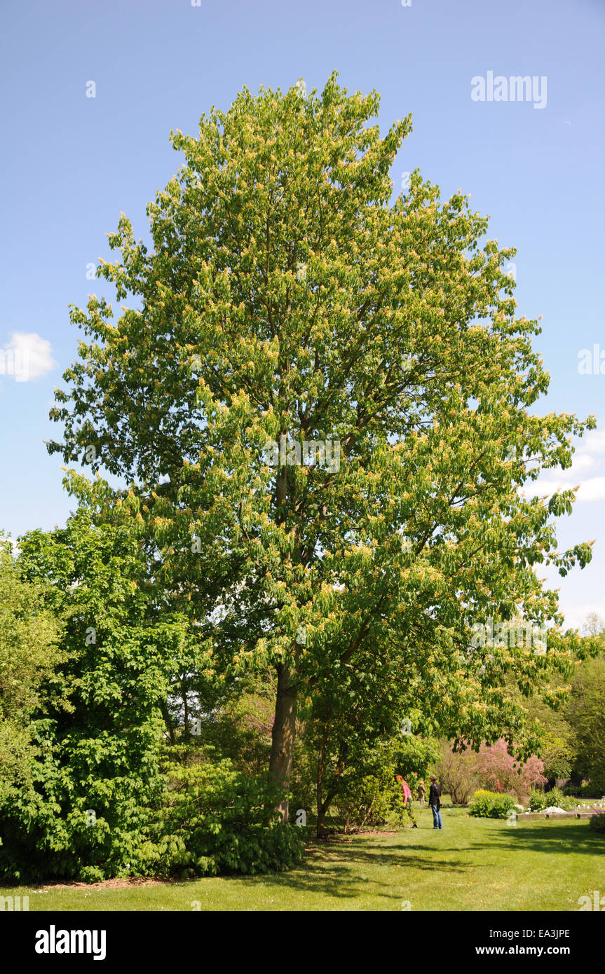 Aesculus flava hi-res stock photography and images - Alamy
