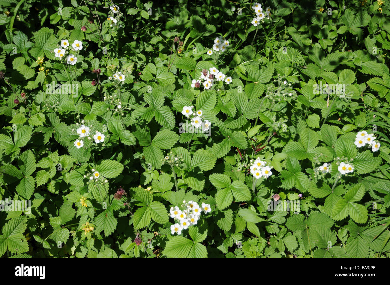 Musk strawberries hi-res stock photography and images - Alamy