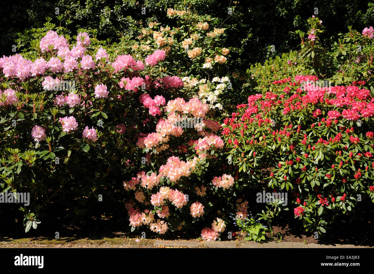 Rhodo rhododendron hi-res stock photography and images - Alamy