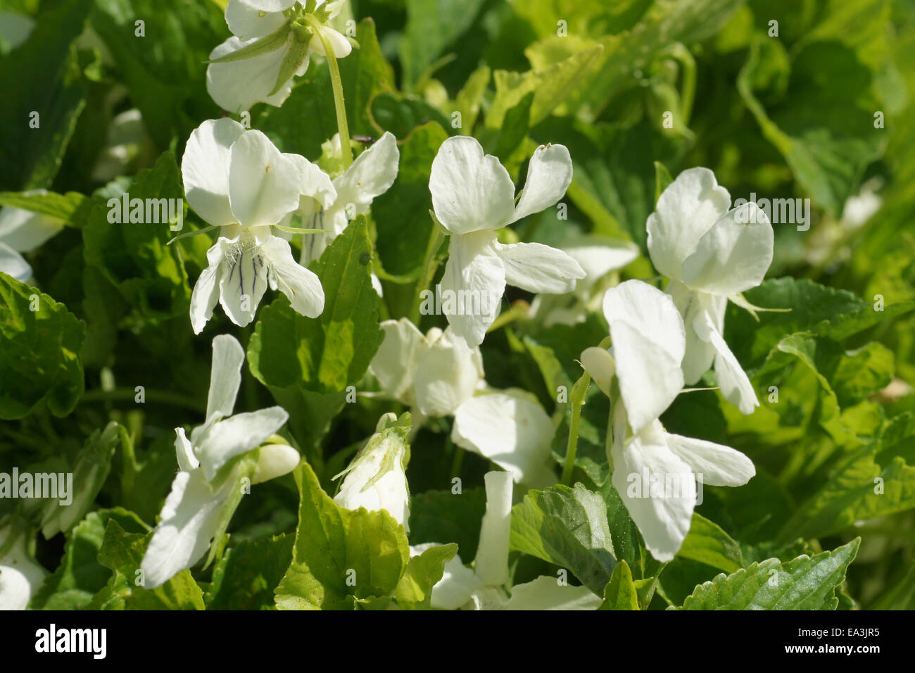 Viola Alba High Resolution Stock Photography and Images - Alamy