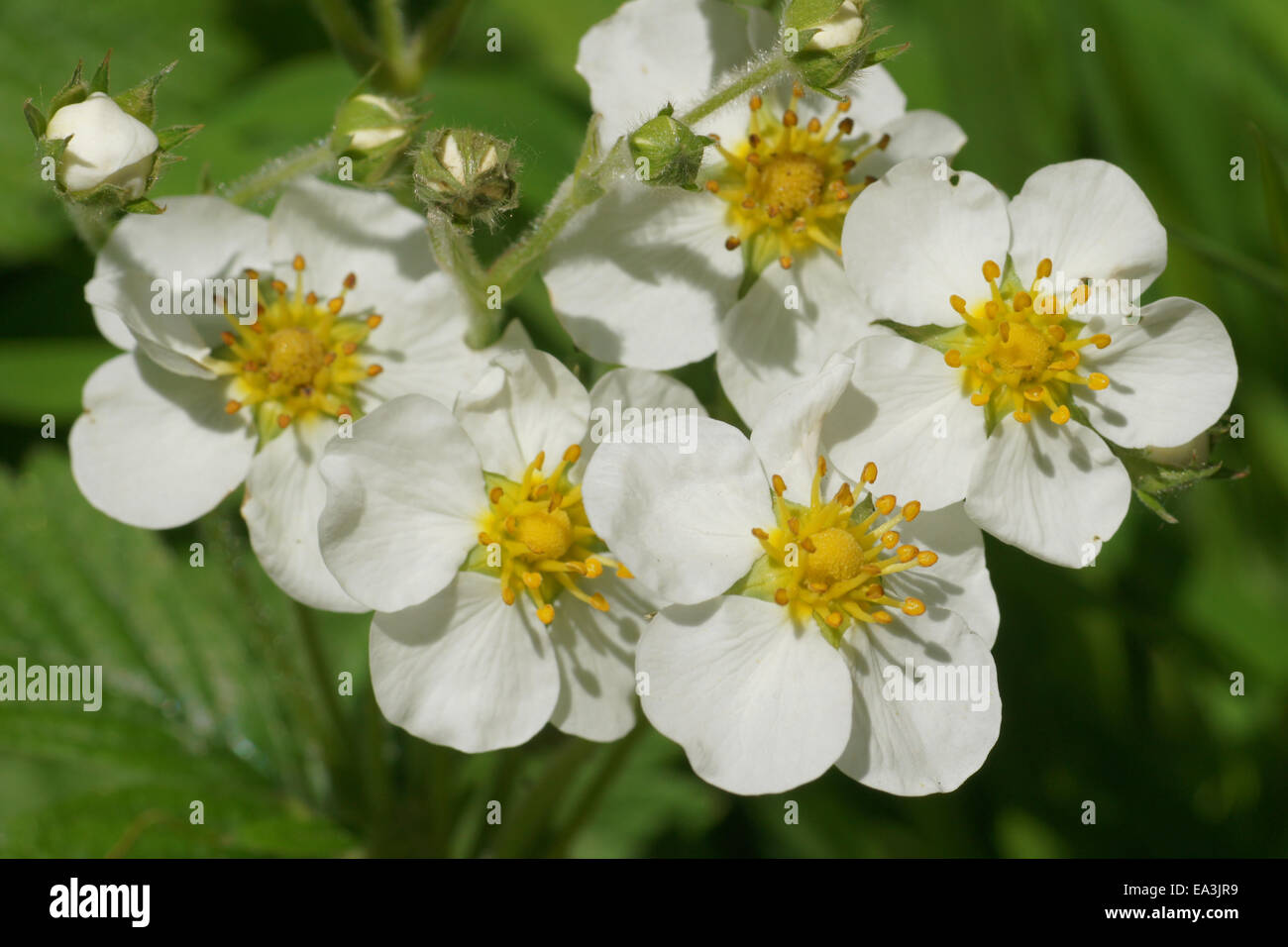 Musk strawberry fragaria moschata hi-res stock photography and images ...