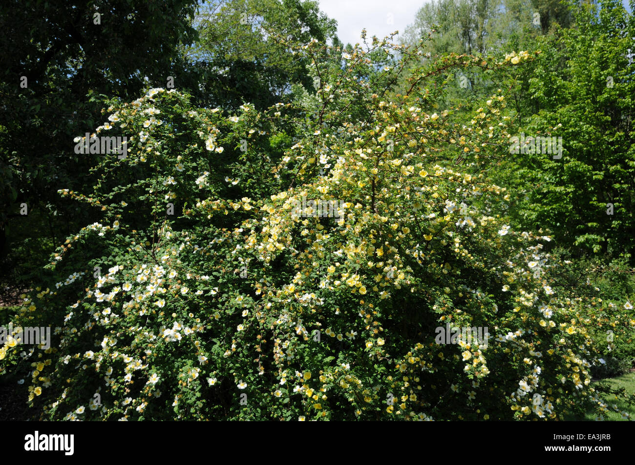 Golden rose hi-res stock photography and images - Alamy