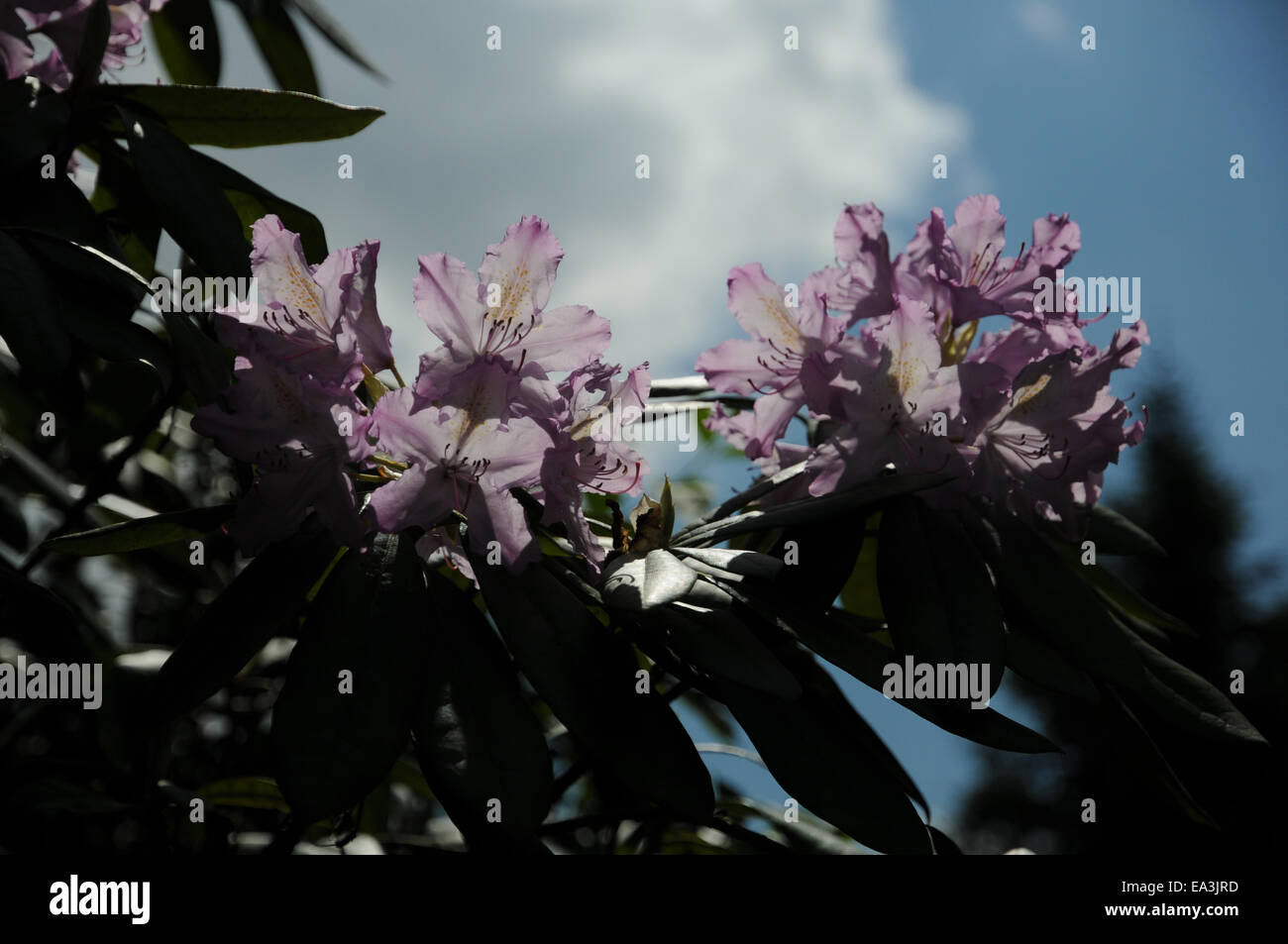 Pontic rhododendron hi-res stock photography and images - Alamy