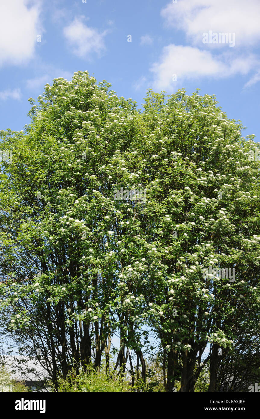 Scottish whitebeam hi-res stock photography and images - Alamy