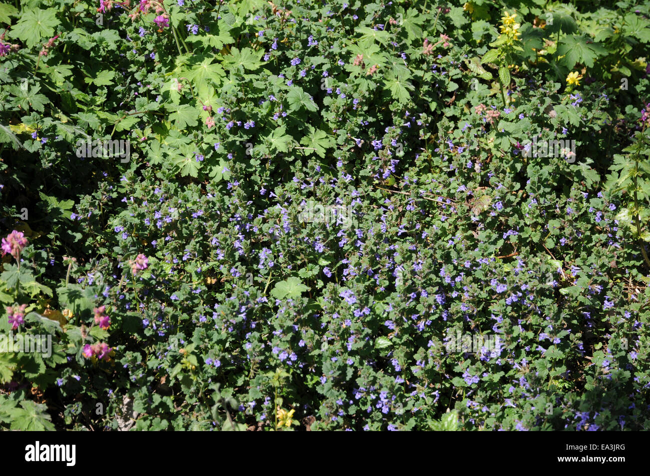 Ground ivy nepeta glechoma glechoma hederacea flower hi-res stock ...
