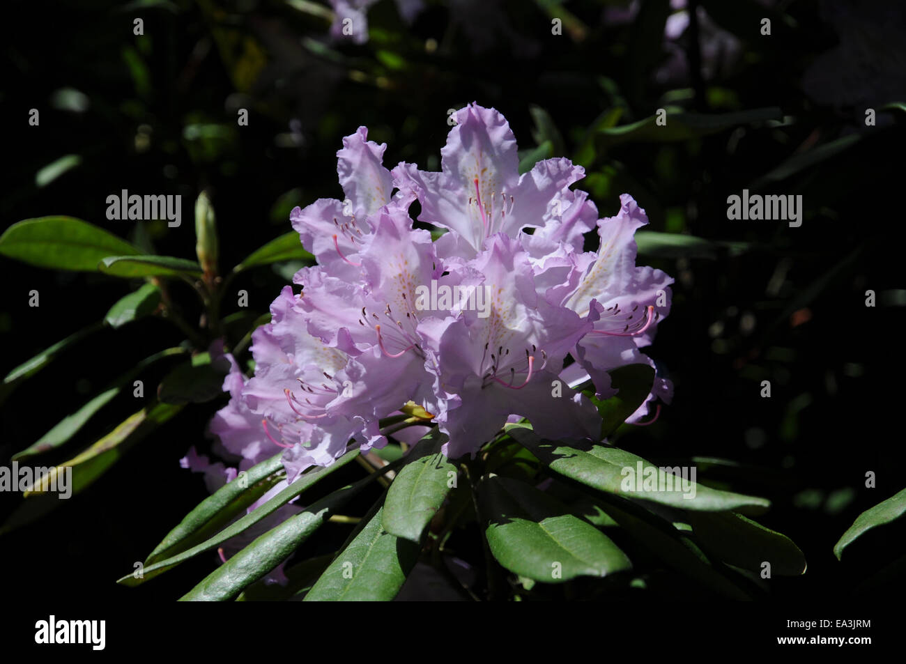 Pontic rhododendron hi-res stock photography and images - Alamy