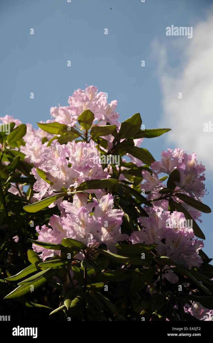 Pontischer rhododendron hi-res stock photography and images - Alamy