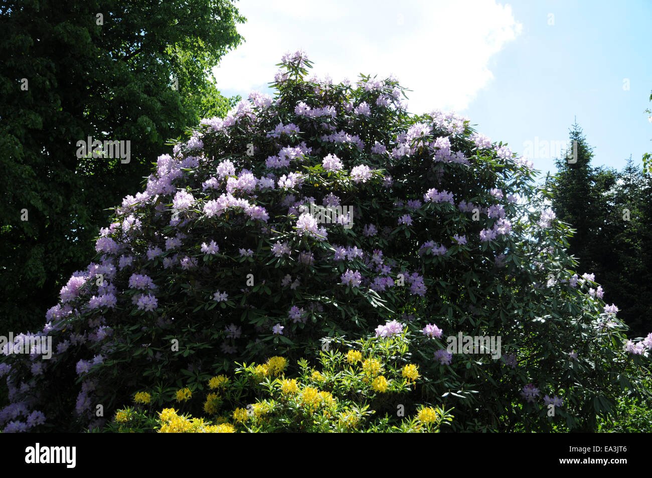 Pontic rhododendron hi-res stock photography and images - Alamy