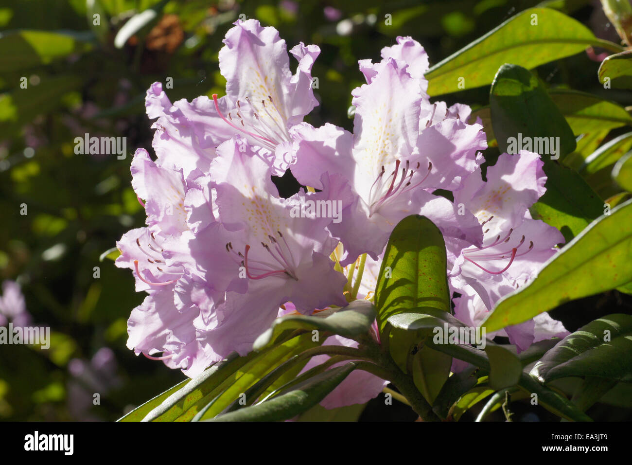 Pontic rhododendron hi-res stock photography and images - Alamy