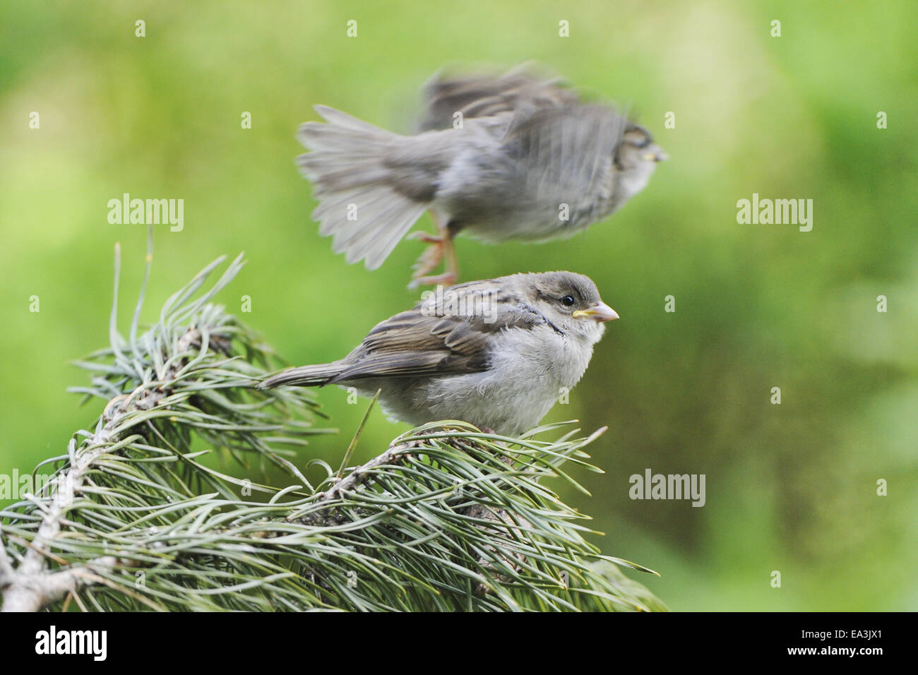 Twitter follower hi-res stock photography and images - Alamy