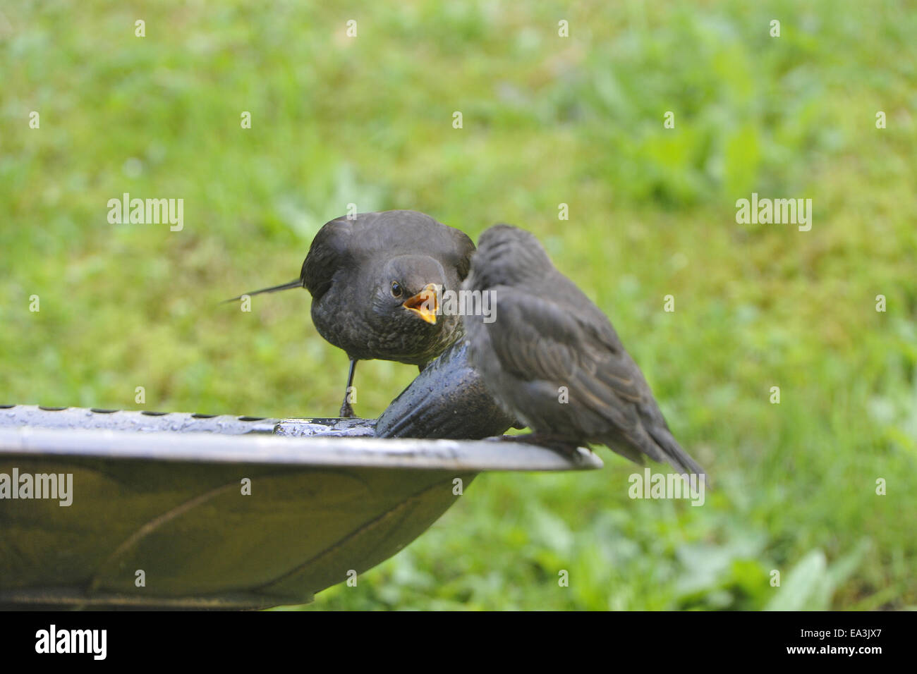 Nestling common blackbird turdus hi-res stock photography and images ...