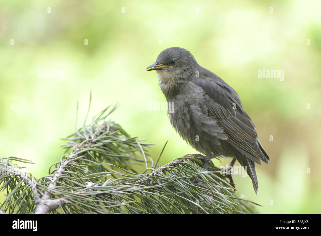 Starling chick hi-res stock photography and images - Alamy