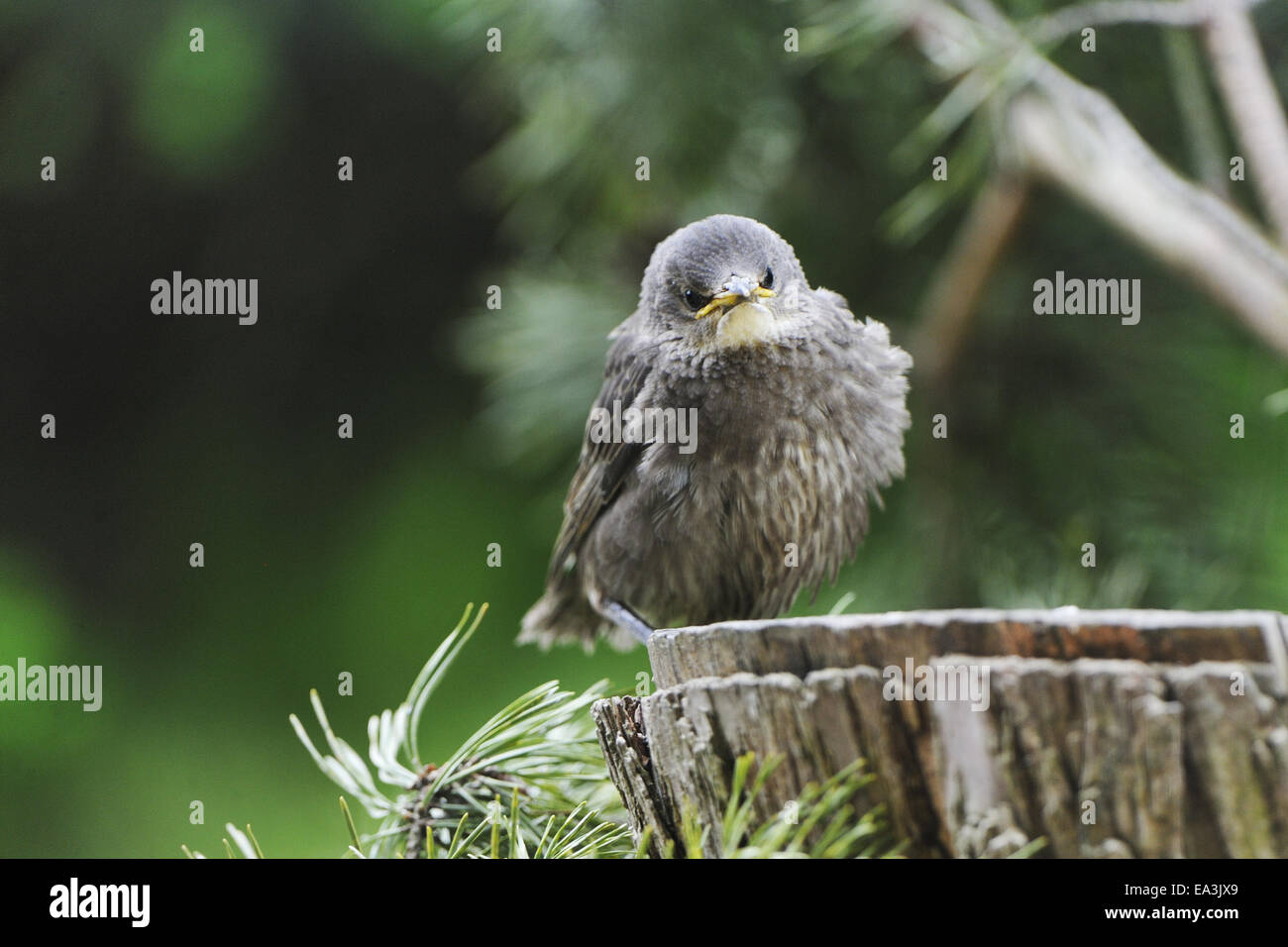 Grey starling hi-res stock photography and images - Alamy