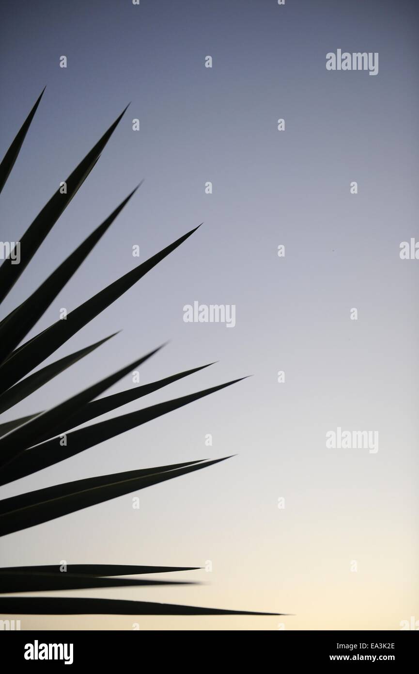 Yucca plants spikes hi-res stock photography and images - Alamy