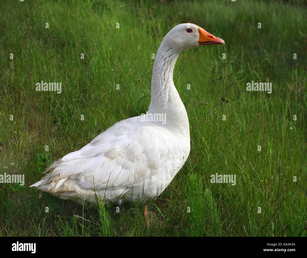 Poultry species hi-res stock photography and images - Alamy