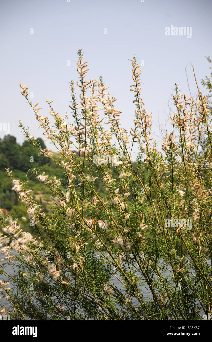 Silberweiden shrub hi-res stock photography and images - Alamy
