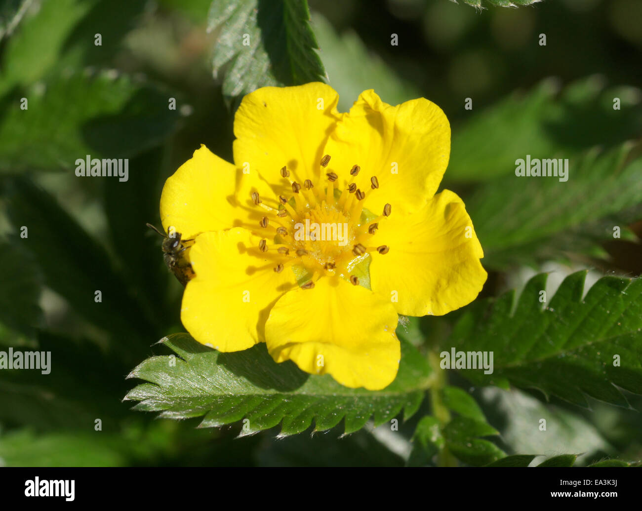 Common silverweed hi-res stock photography and images - Alamy