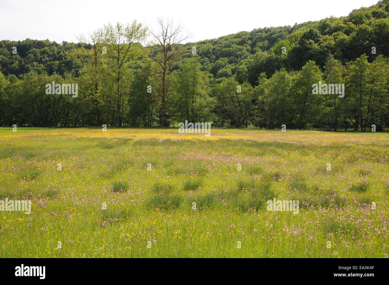 Swamp robin hi-res stock photography and images - Alamy