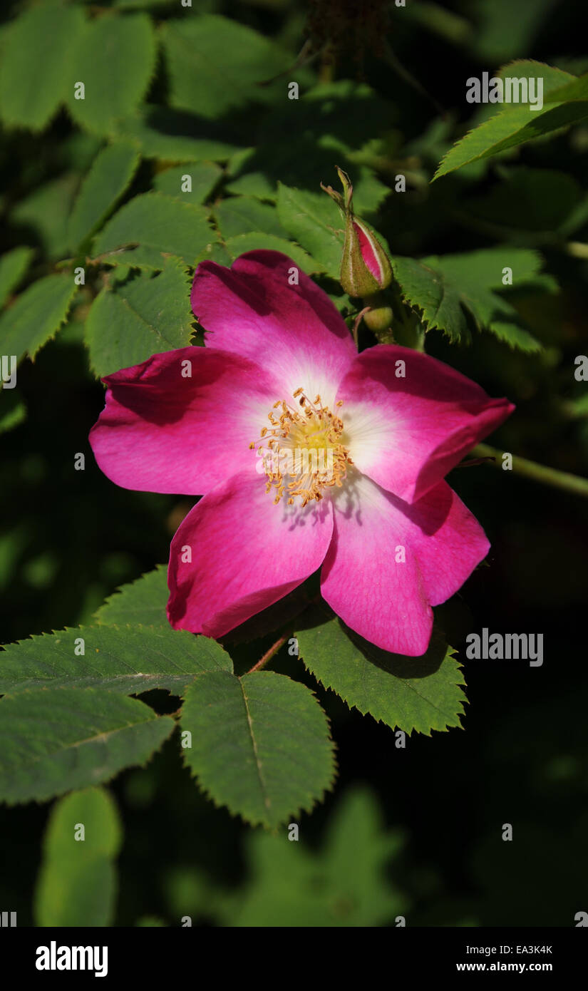 Gebirgsrose hi-res stock photography and images - Alamy