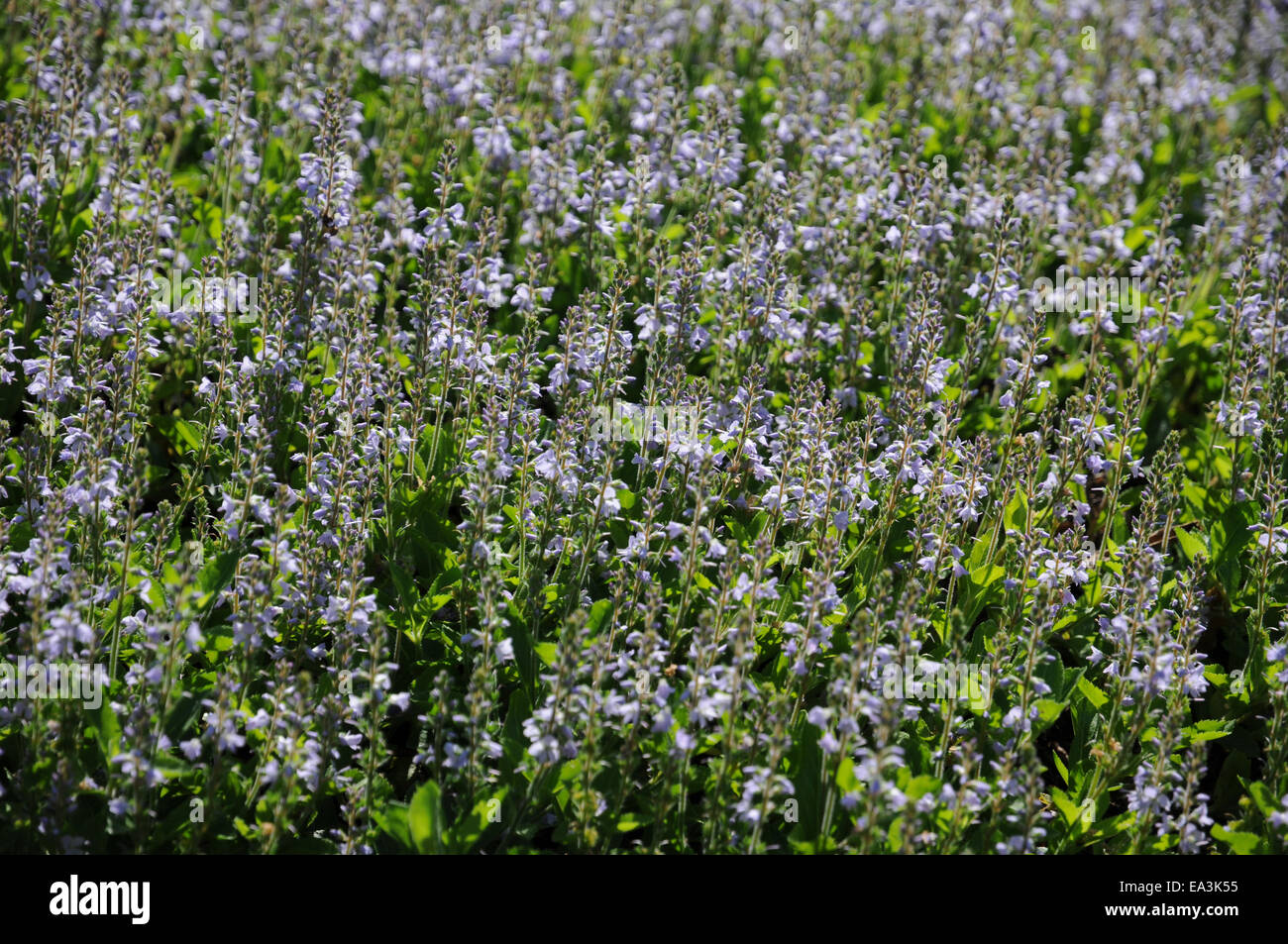 Health speedwell hi-res stock photography and images - Alamy