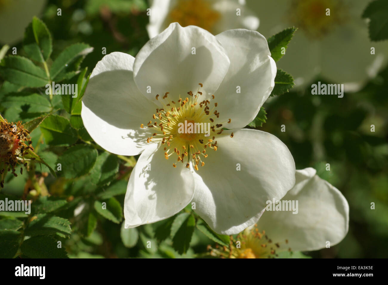 Field rose hi-res stock photography and images - Alamy