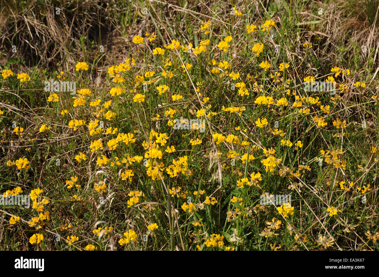 Scorpion Plants High Resolution Stock Photography and Images - Alamy
